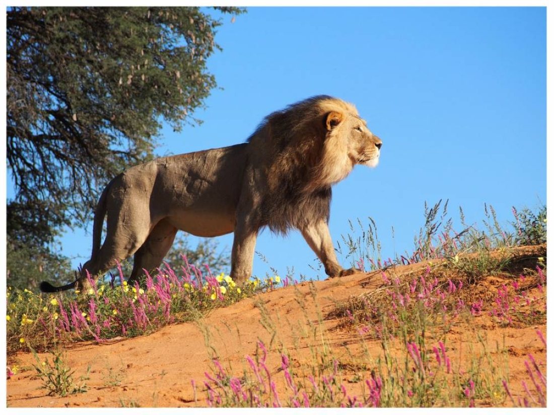 Namibia. Drought and Conflict Claim Lives of Desert Lions - Powers of ...