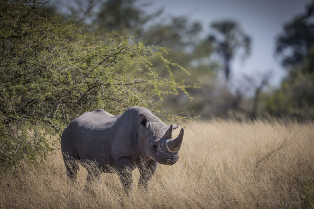 Poaching. Botswana Unveils Its Anti-Poaching Strategy - Powers of Africa